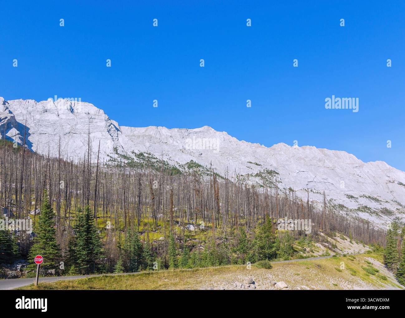 Jasper National Park, Medicine Lake, forest fire area, Alberta, Canada ...