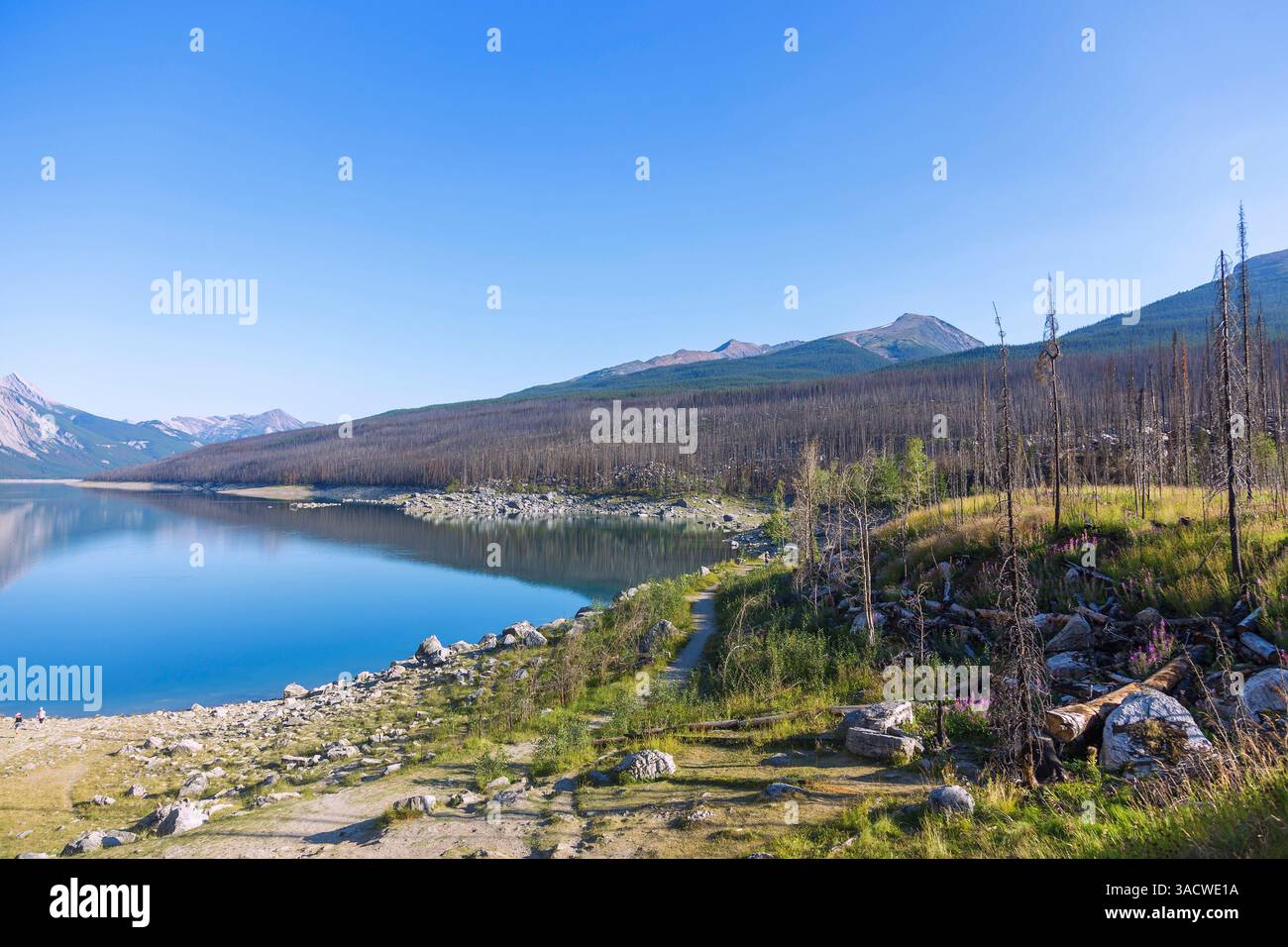 Jasper National Park, Medicine Lake, forest fire area, Alberta, Canada ...