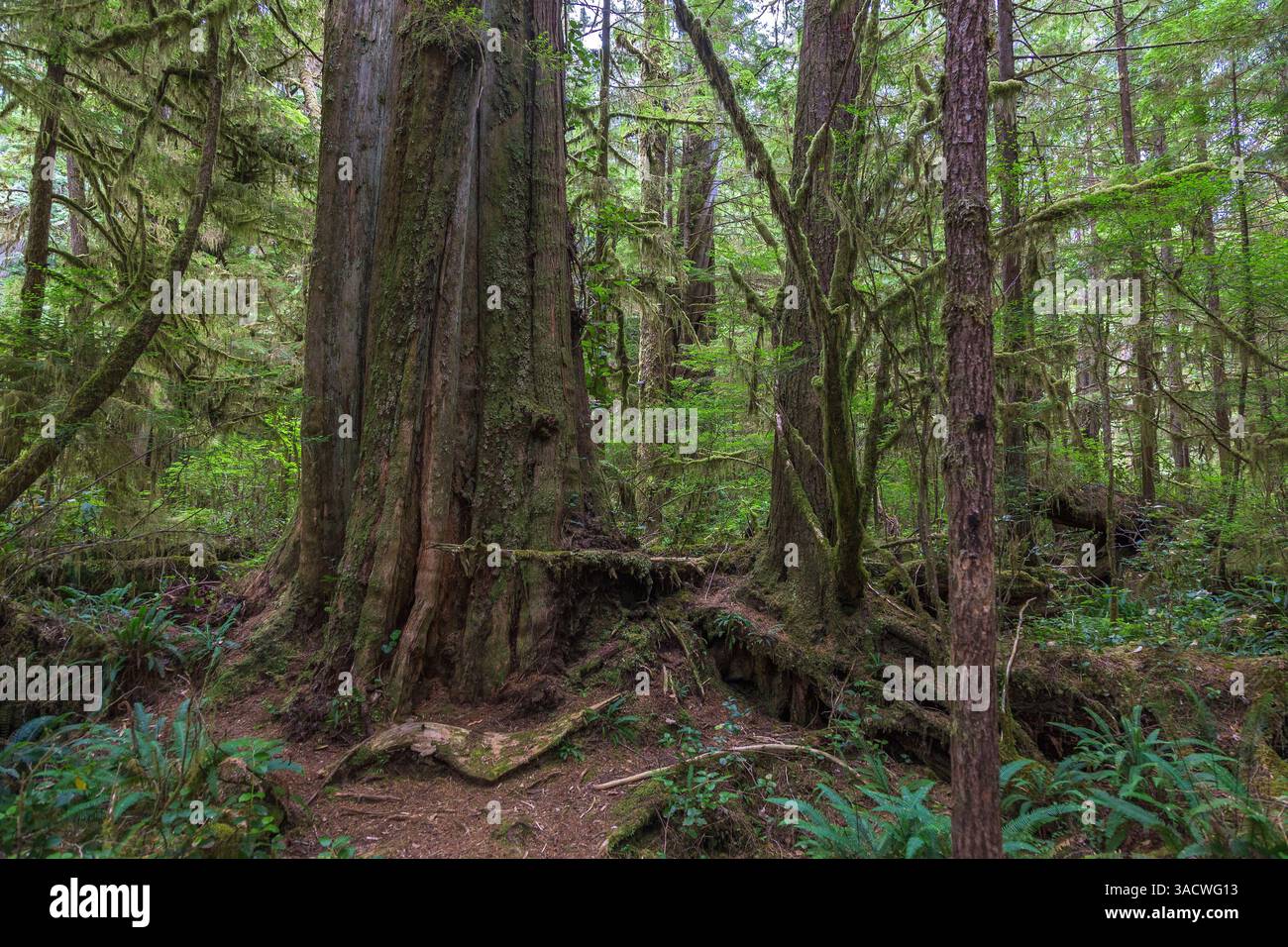 Pacific Rim National Park, Rainforest Trail, Vancouver Island, British ...