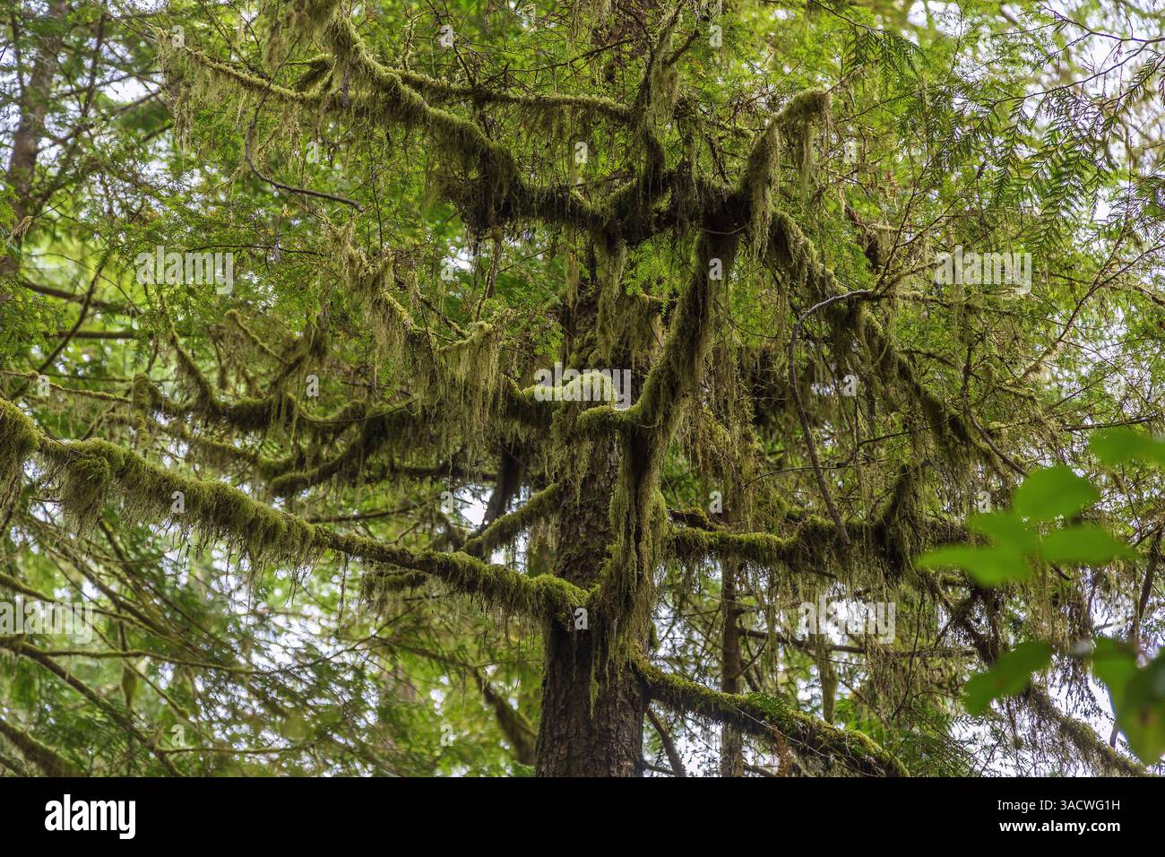 Pacific Rim National Park, Rainforest Trail, tree with lichen ...