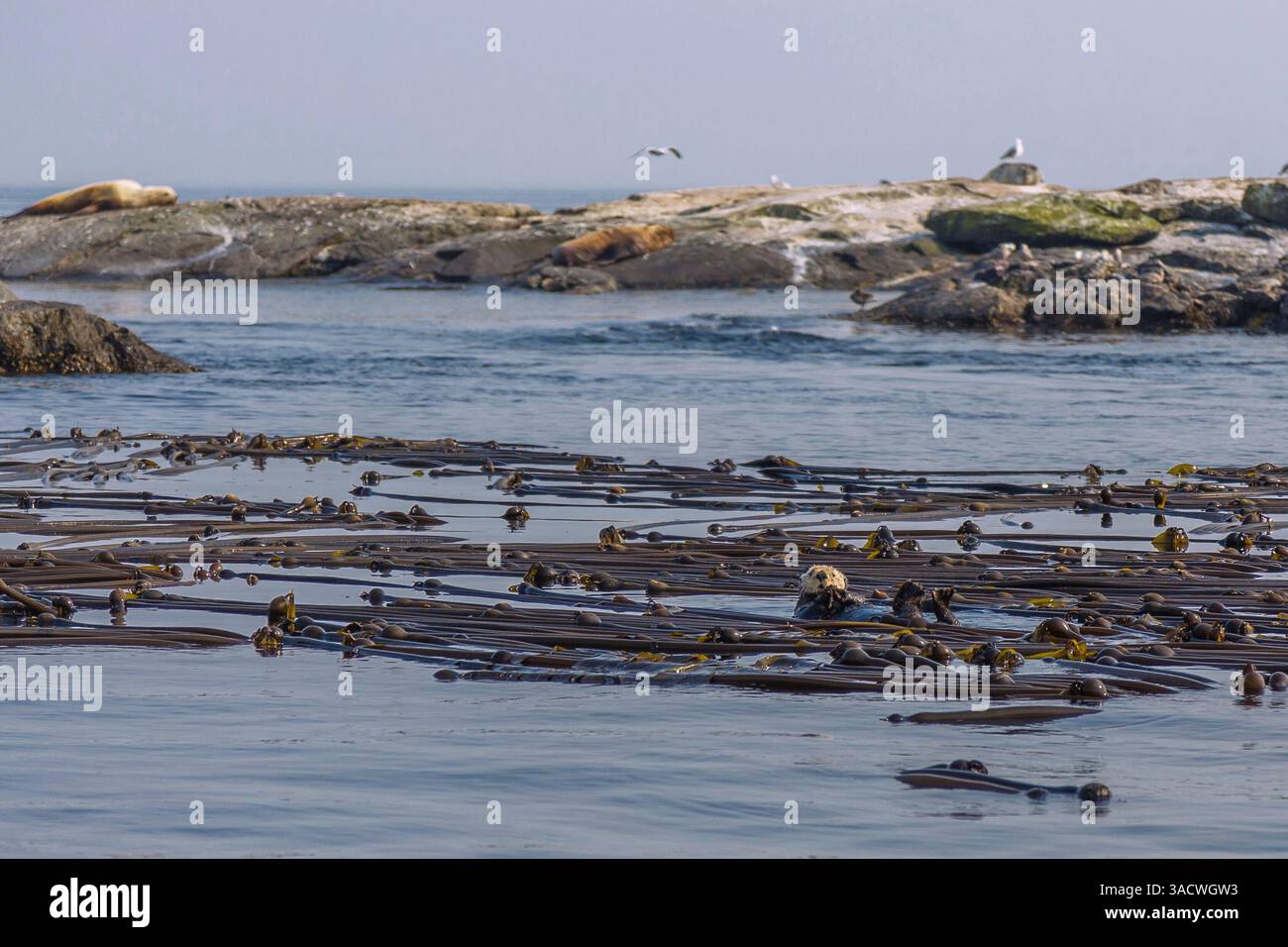 Race rocks island near victoria with harbor seal hi-res stock ...