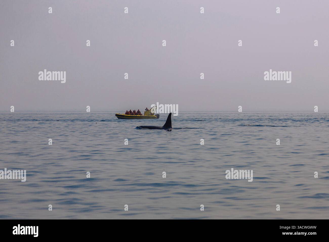 Victoria whale watching tour hi-res stock photography and images - Alamy
