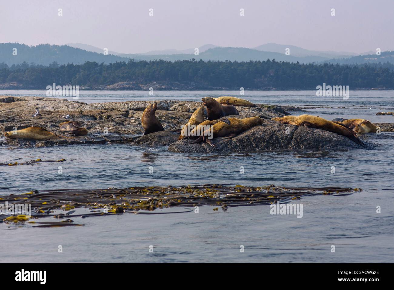 Race Rocks Island near Victoria with Steller sea lions, Juan de Fuca ...