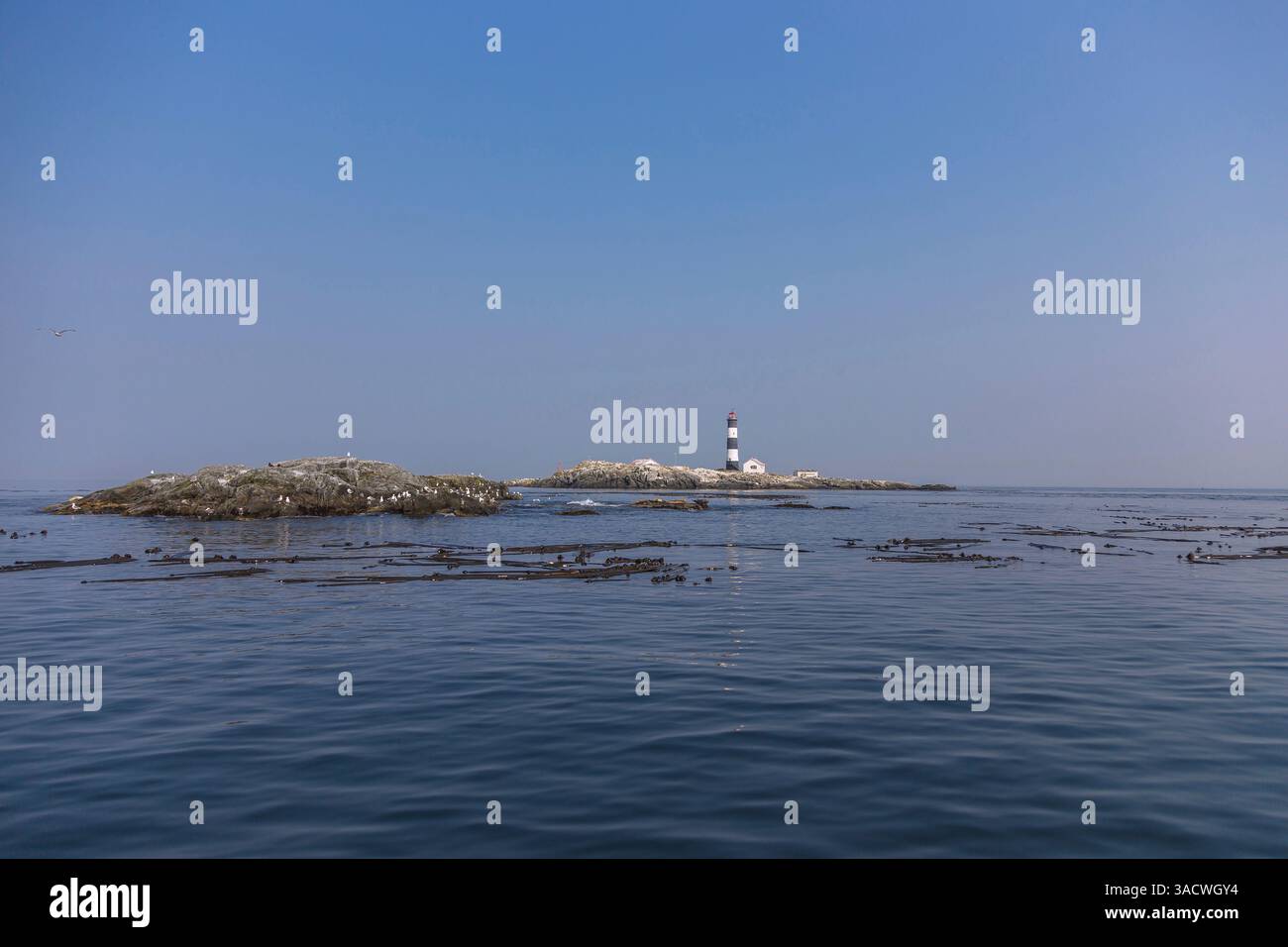 Race Rocks Island near Victoria with Steller sea lions, Juan de Fuca ...