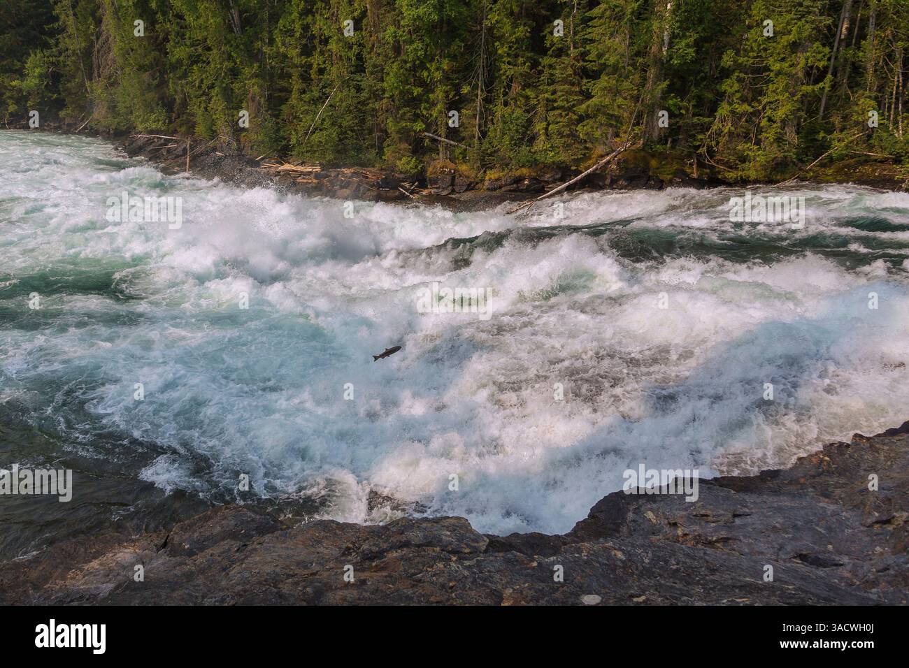 Wells Gray Provincial Park, Clearwater River, Bailey's Chute, jumping salmon, British Columbia ...