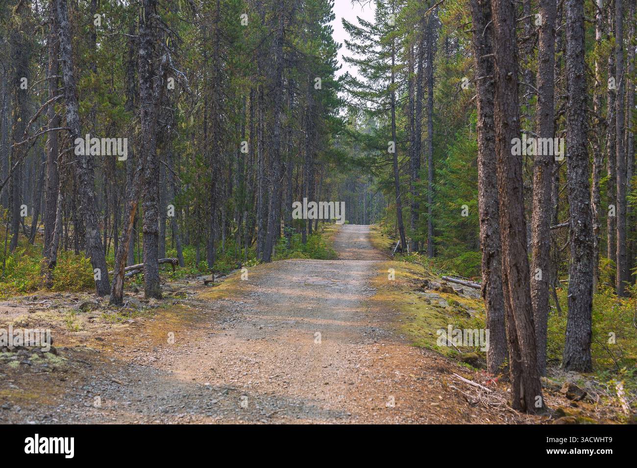 Brandywine Falls Provincial Park, forest landscape on the Lava Lake ...