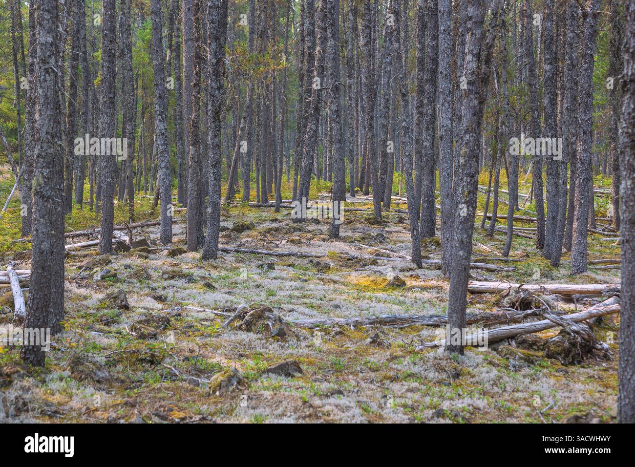 Brandywine Falls Provincial Park, forest landscape on the Lava Lake ...