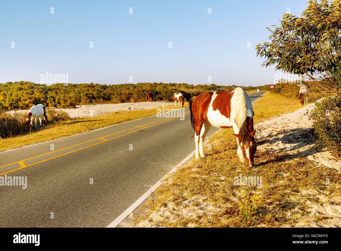 Assateague Horses (Chincoteague Ponies) on Bayberry Drive in the ...