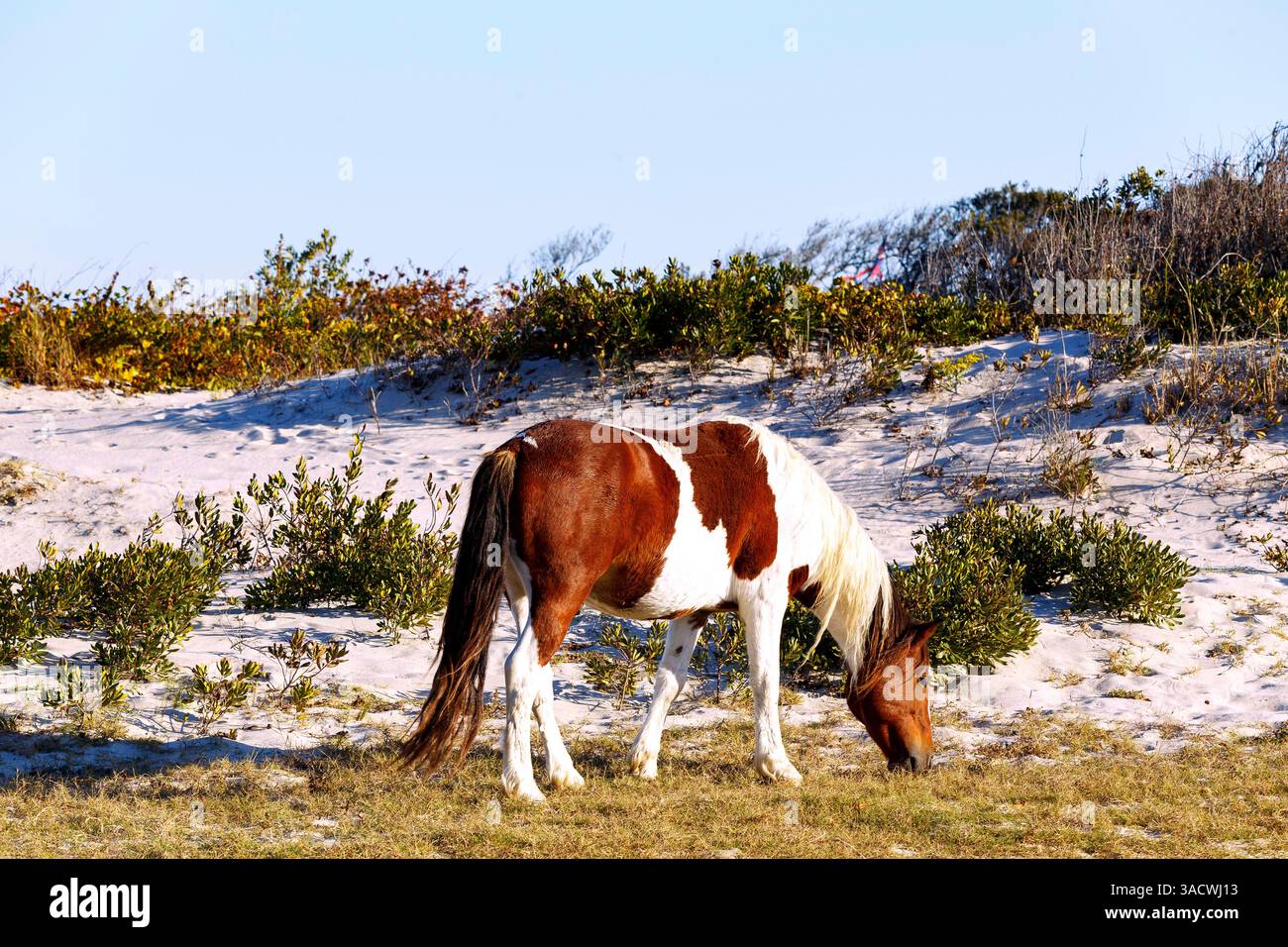 Assateague Horse (Chincoteague Ponies) grazing in the dunes in the ...