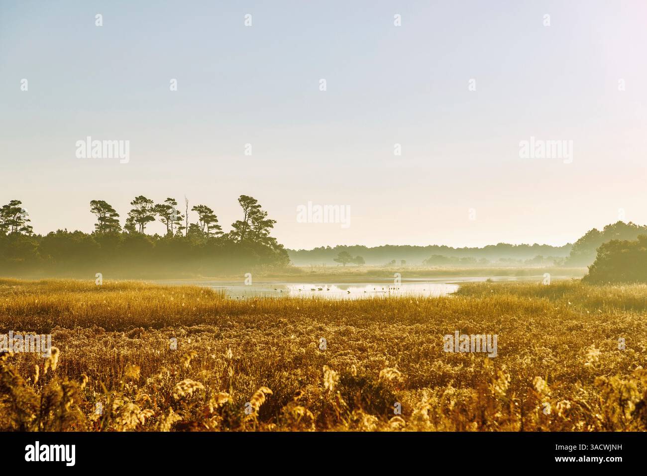 Marshland at the Marshtrail Chincoteague National Wildlife Refuge on ...