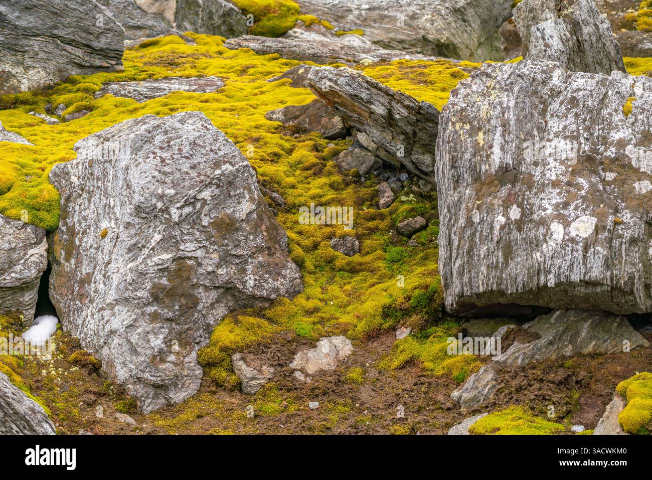 Antarctica, South Orkney Islands, Signy Island, Signy Research Station ...