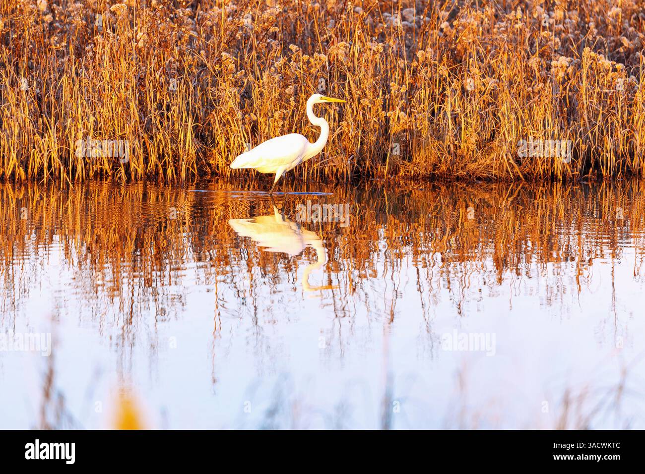 Great Egret (Ardea Alba) at Chincoteague National Wildlife Refuge on ...