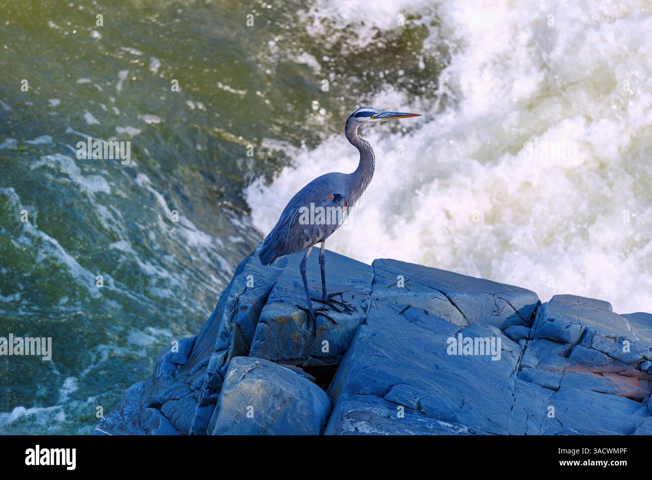 Canada heron (Ardea herodias, American gray heron) on a rock above the ...