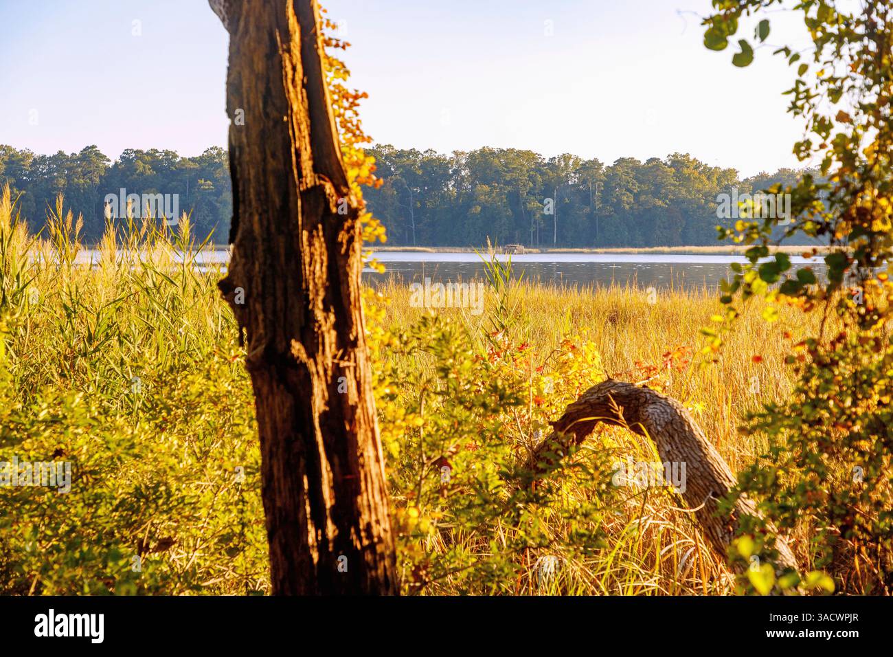 Marshland at Neck of Land on the Black River in the Historic Triangle ...