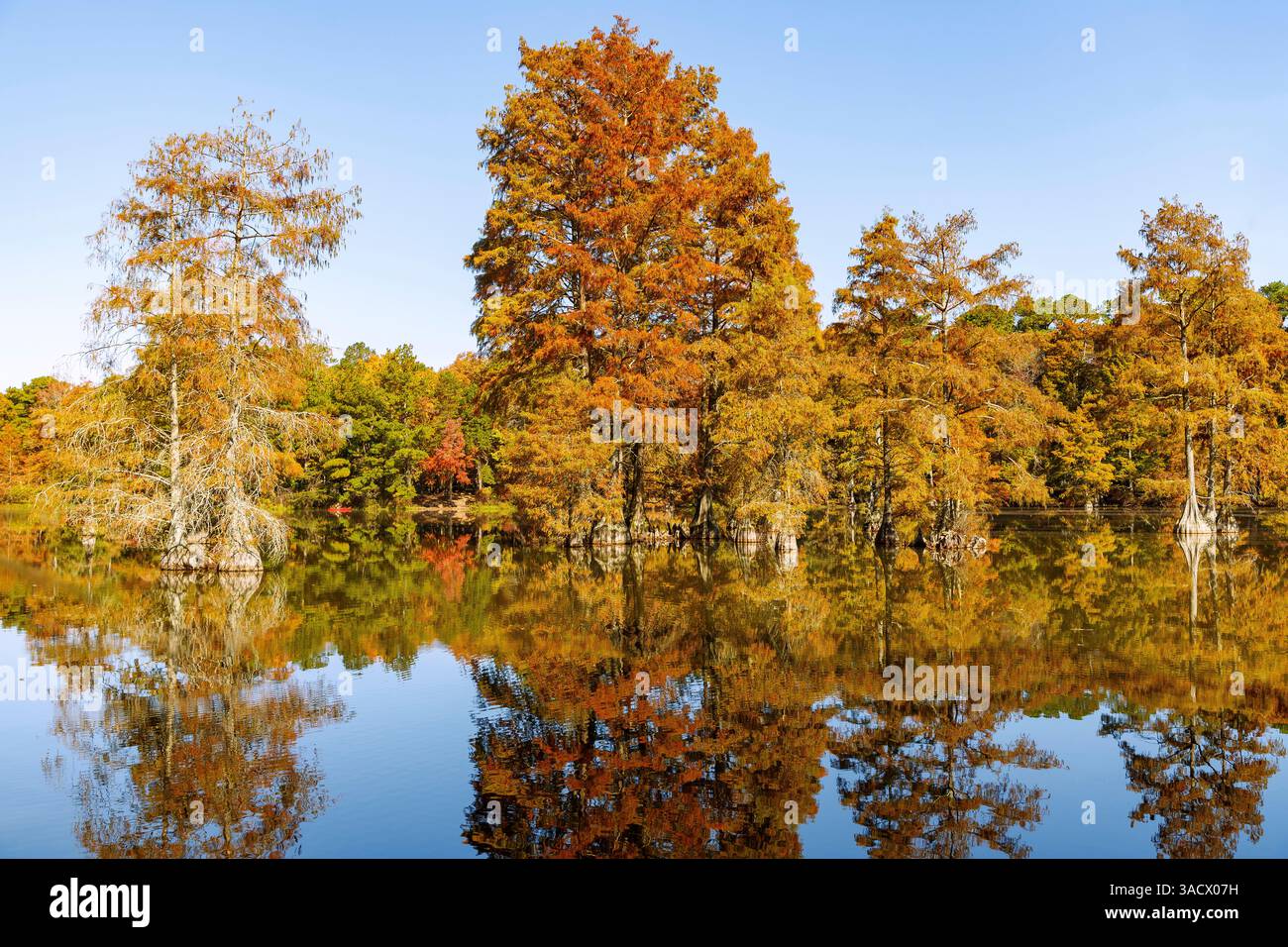 bald cypress trees at Trap Pond State Park in Laurel, Sussex County ...