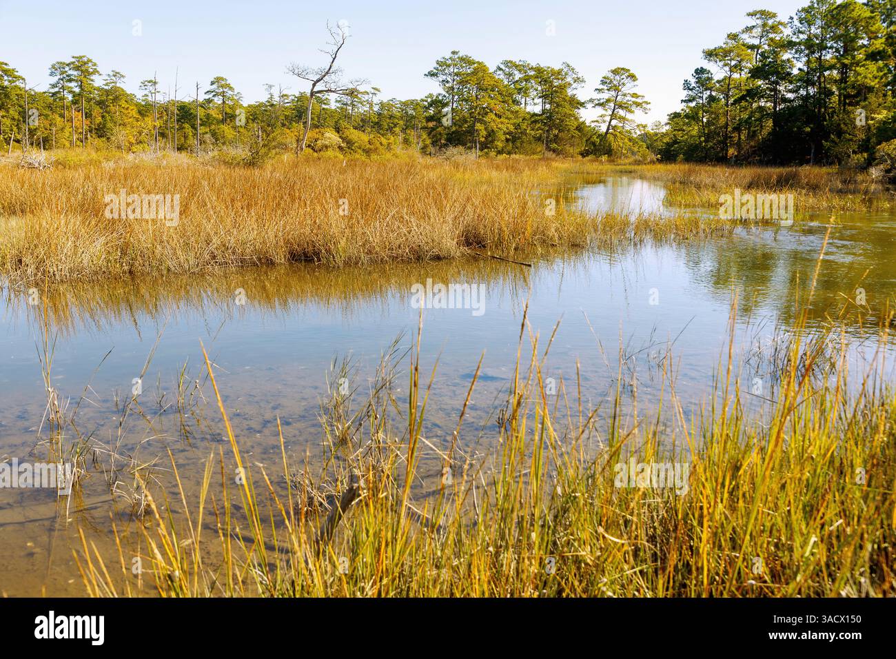 Cypress Swamp at First Landing State Park (Cape Henry Trail) in ...
