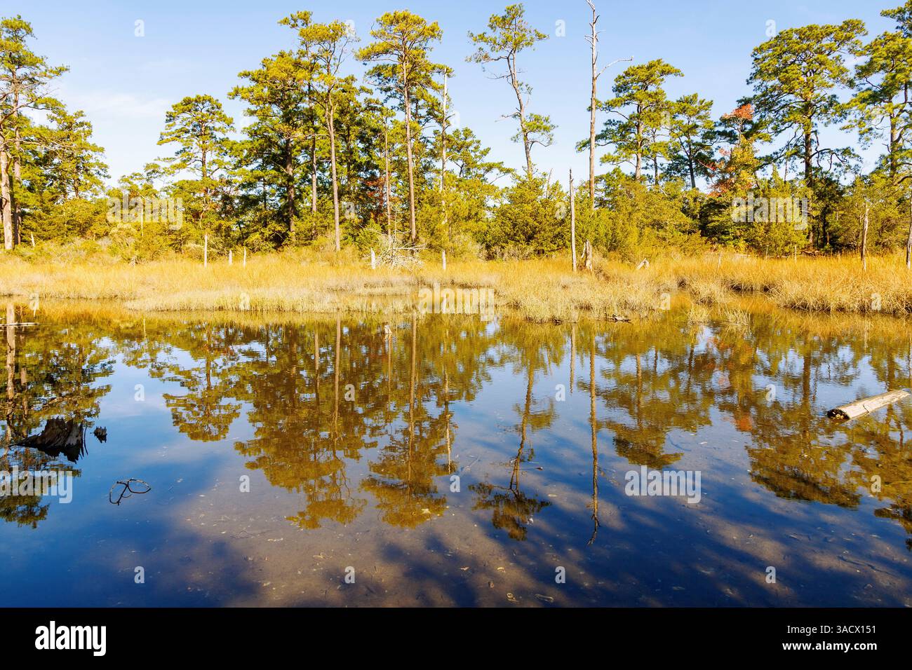 Cypress Swamp at First Landing State Park (Cape Henry Trail) in ...
