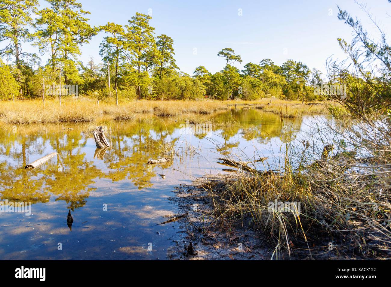 Cypress Swamp at First Landing State Park (Cape Henry Trail) in ...