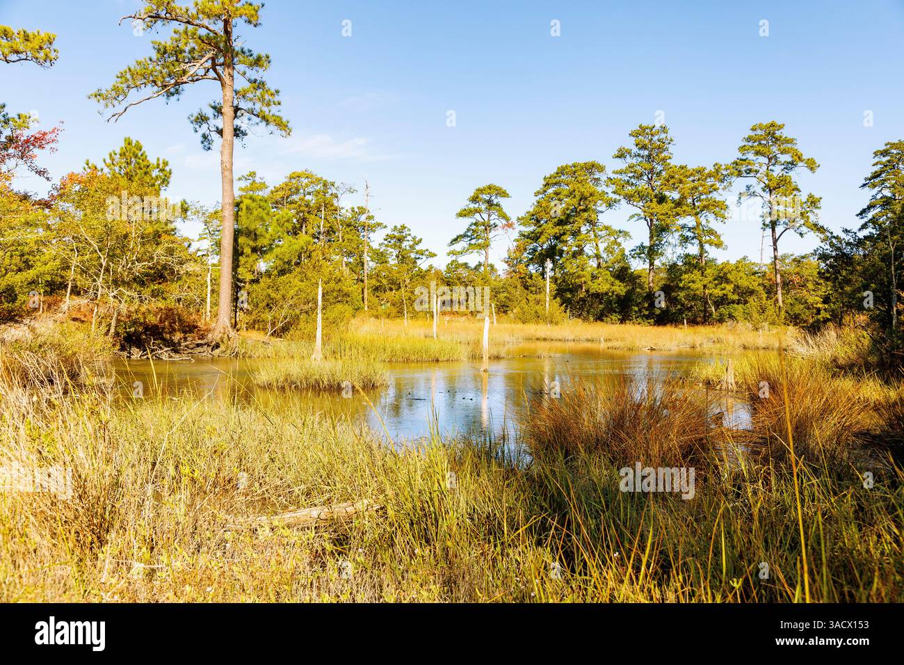 Cypress Swamp at First Landing State Park (Cape Henry Trail) in ...