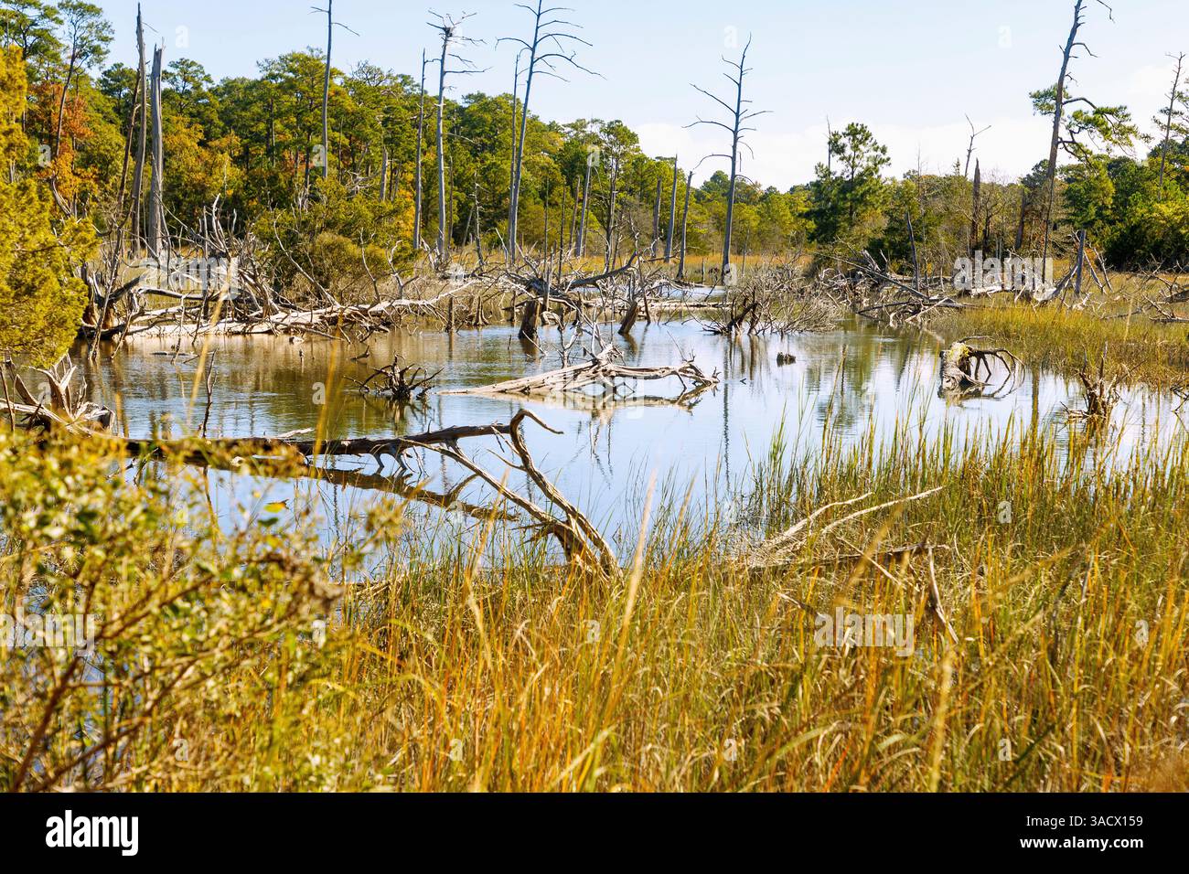 Cypress Swamp at First Landing State Park (Cape Henry Trail) in ...