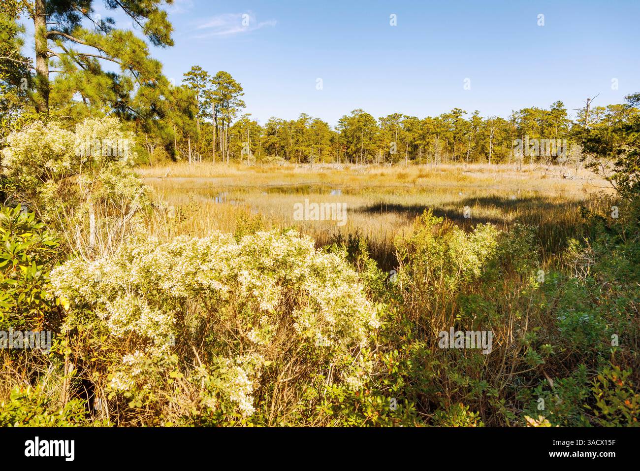 Cypress Swamp at First Landing State Park (Cape Henry Trail) in ...