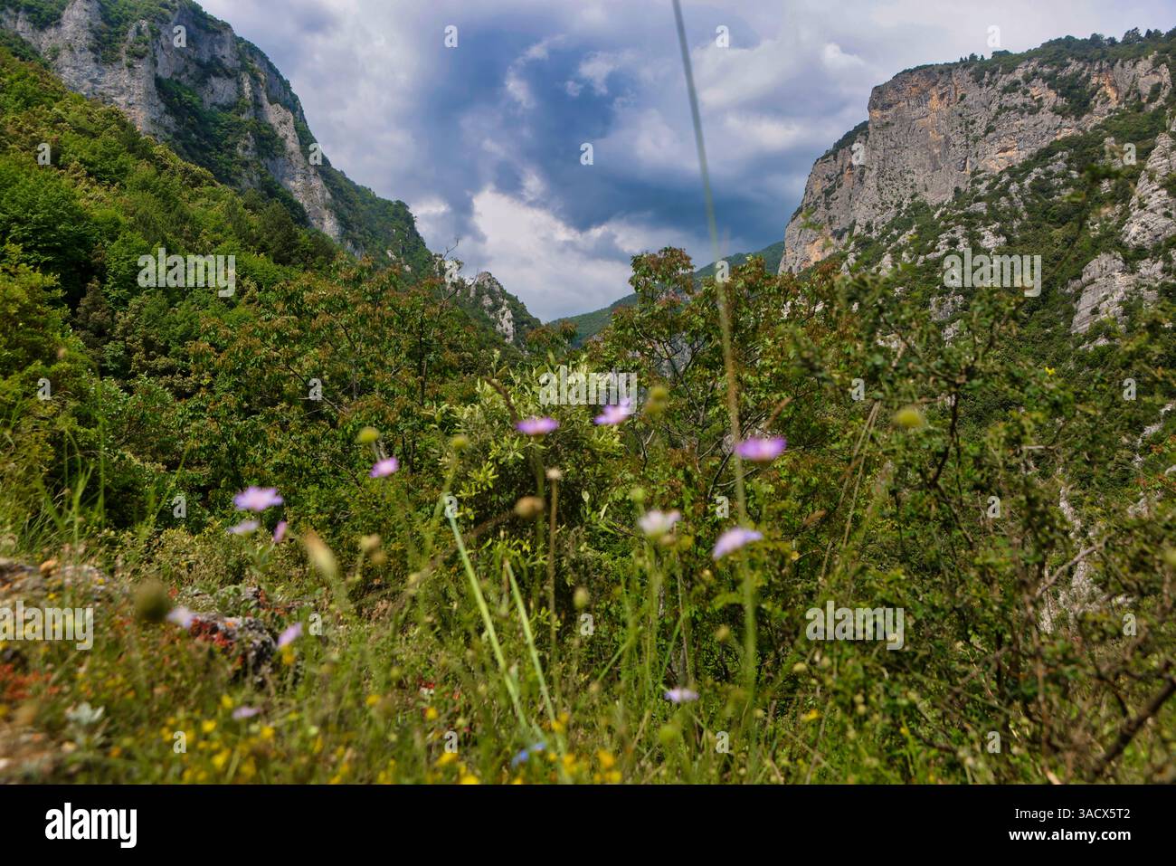 A picturesque view of Mount Olympus in Greece, with lush vegetation and ...