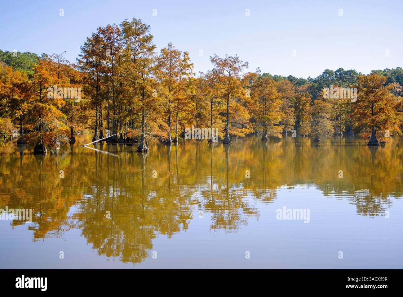 Bald cypress trees at Trap Pond State Park in Laurel, Sussex County ...