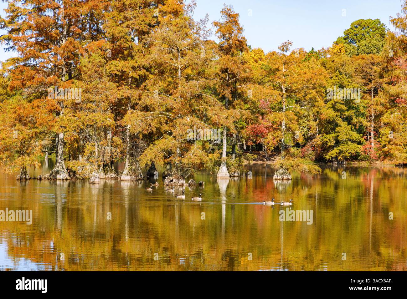 Canada geese (Branta canadensis) and bald cypress at Trap Pond State ...