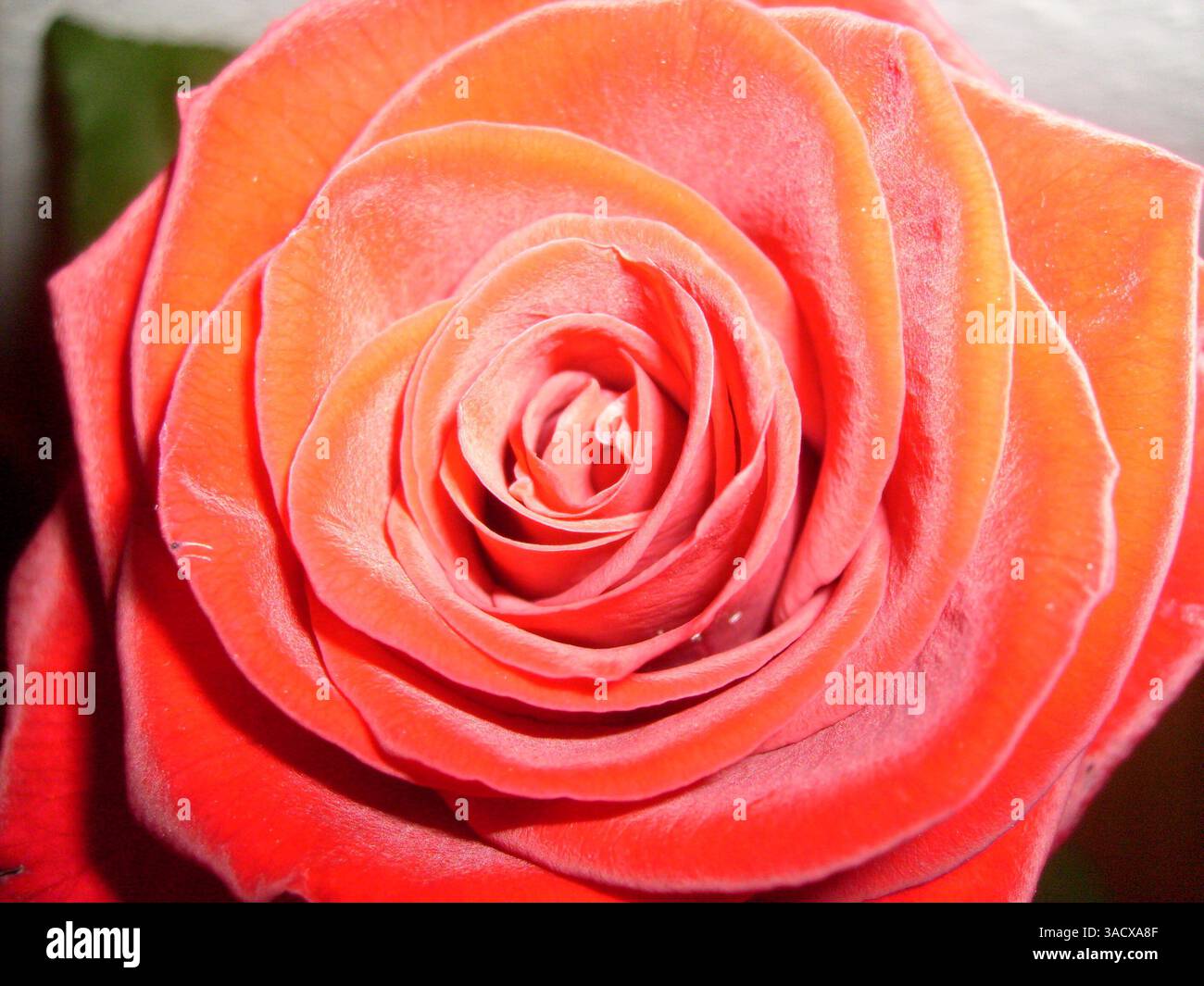 Roses are red, violets are blue Stock Photo - Alamy