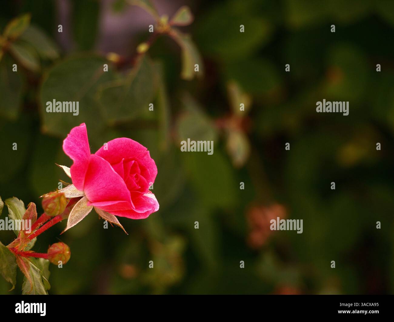 Roses are red, violets are blue Stock Photo - Alamy