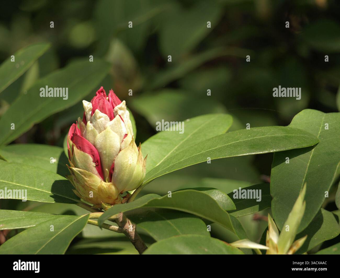 The lovely, Rhododendron is a very large genus .They can be either evergreen or deciduous ...
