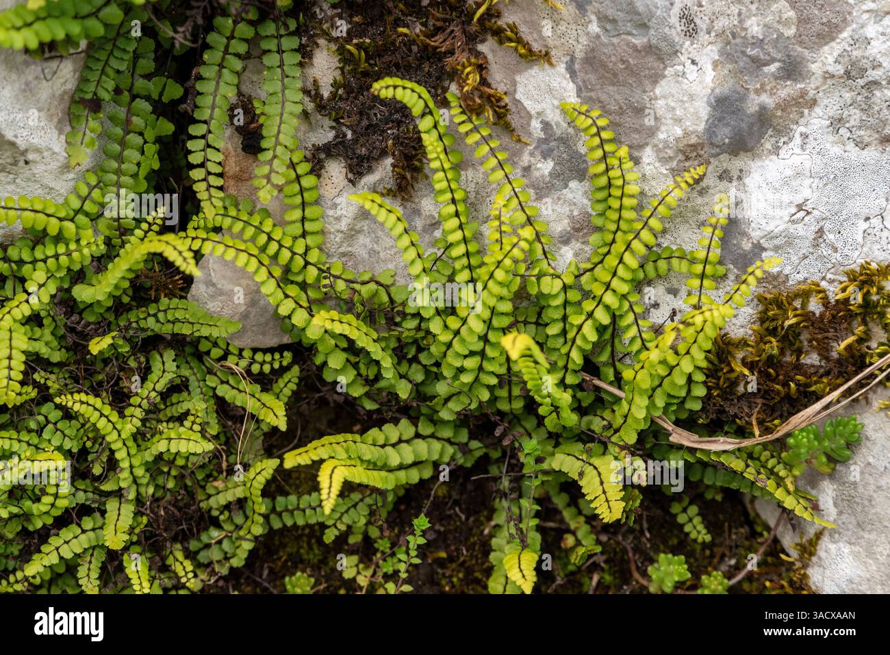 Lush green fern showcasing hi-res stock photography and images - Alamy