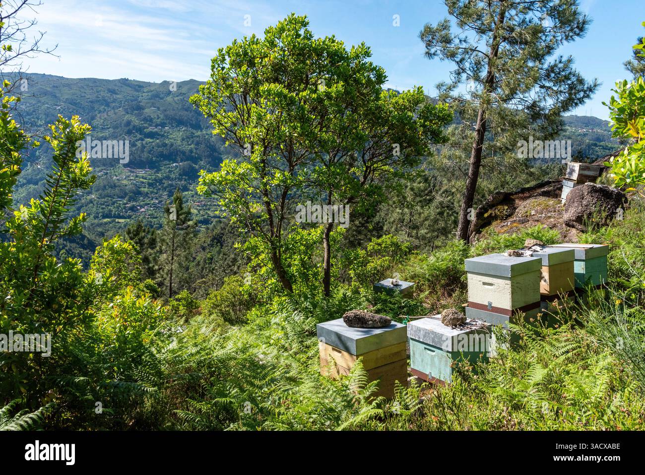 Beehives in a scenic forest of peneda geres national park hi-res stock ...