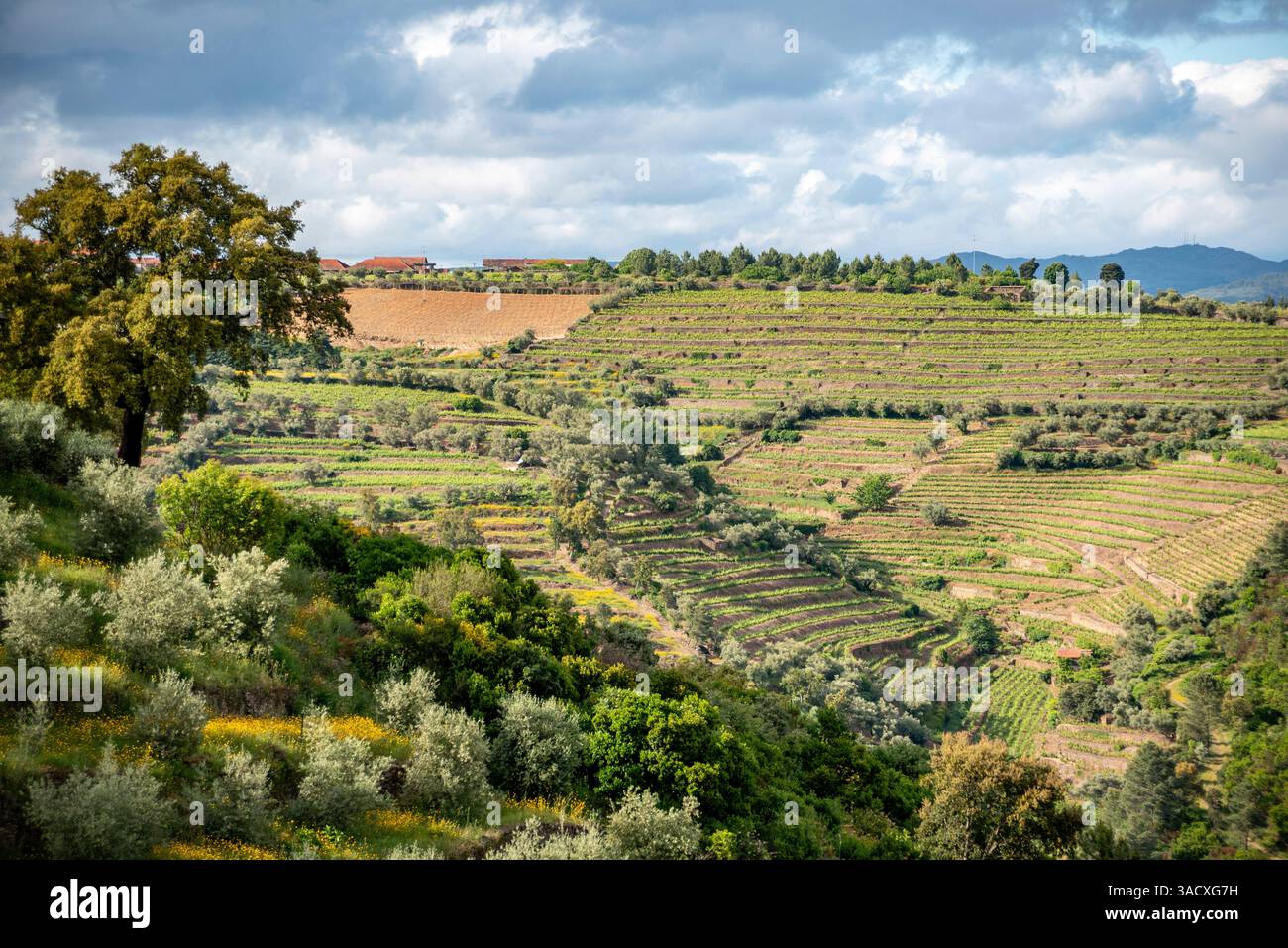 Agriculture in portugal hi-res stock photography and images - Alamy
