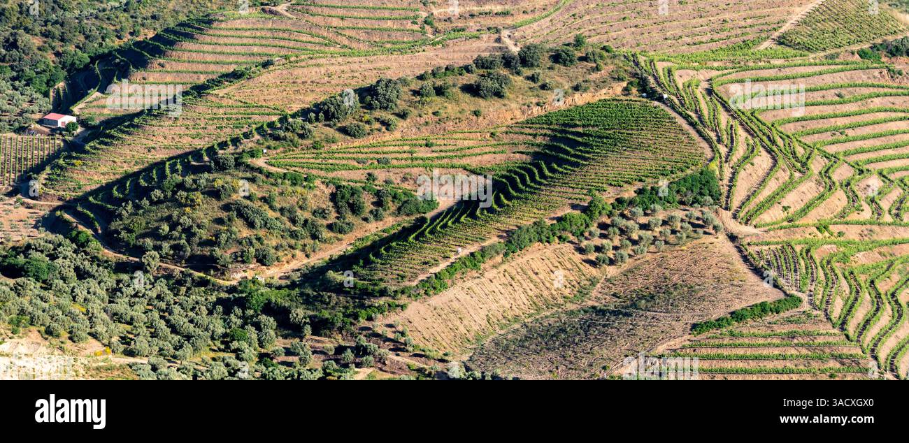 Aerial view of grapevine agriculture terraces near Villa Nova de Foz ...