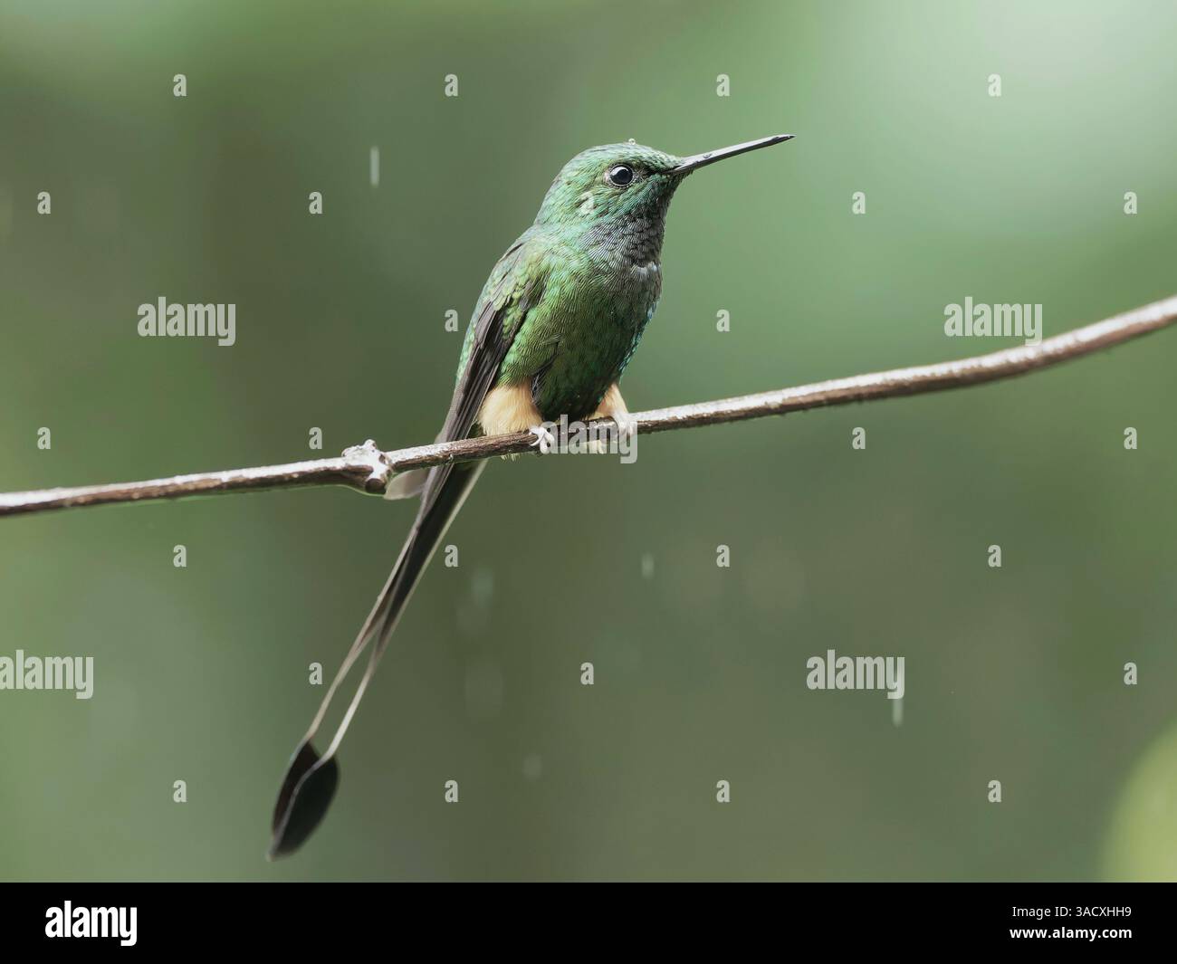 Peruvian Racket Tail Stock Photo - Alamy