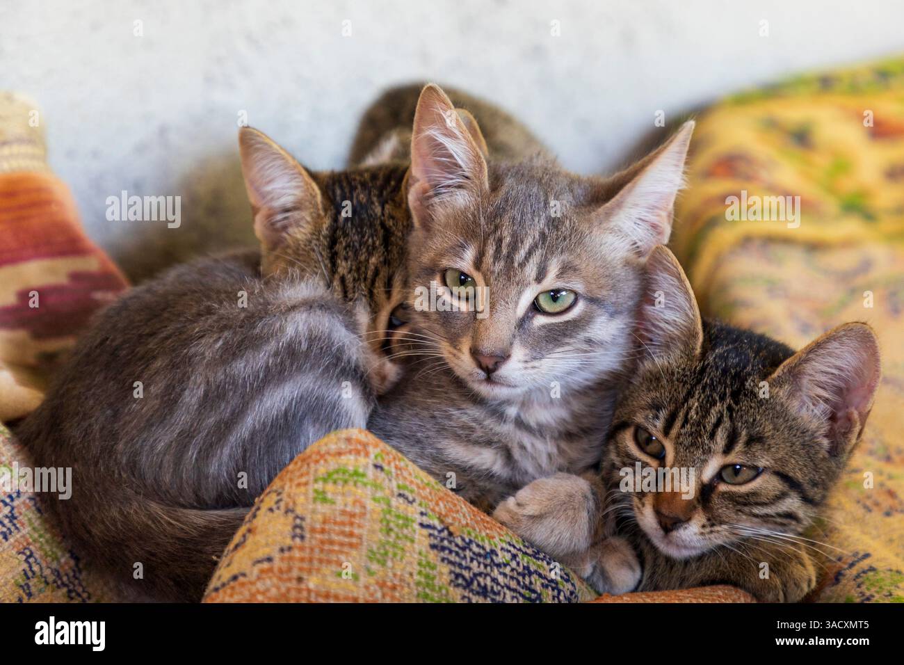 Snuggled animal hi-res stock photography and images - Alamy