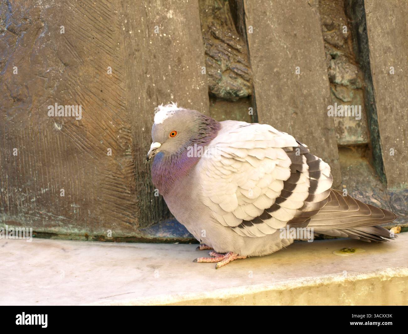 Pigeon looking into camera hi-res stock photography and images - Alamy