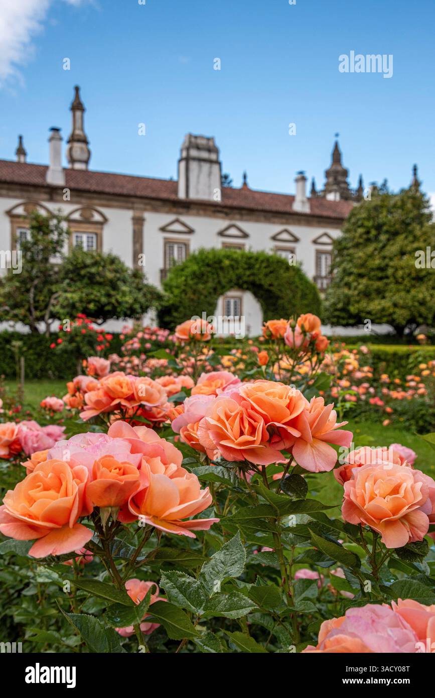 Villa Real, Portugal, Roses in the park of the Mateus palace, Portugal ...