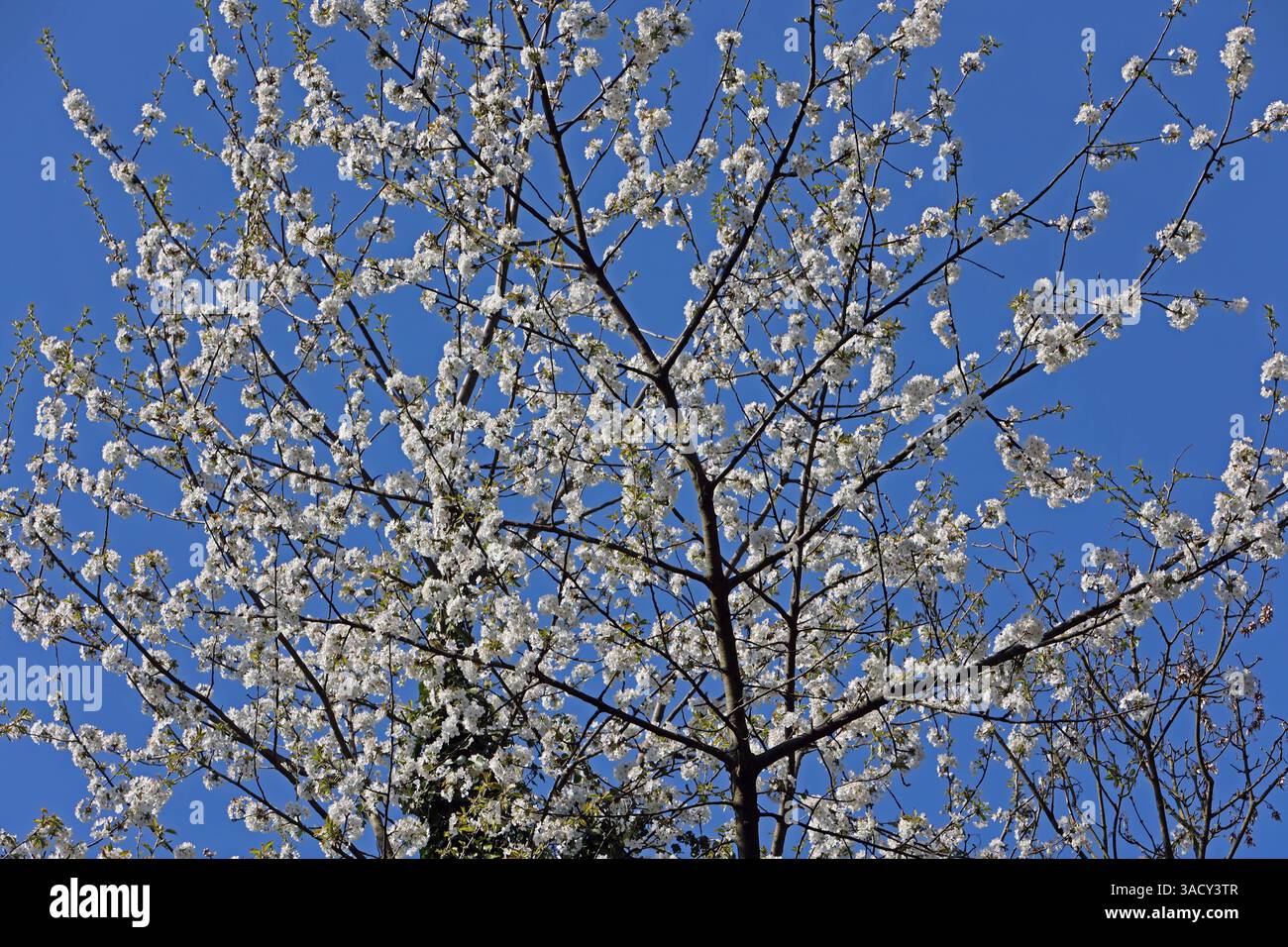 Blühende Laubbäume Die Kirschbäume in strahlend weißer Blüte im ...