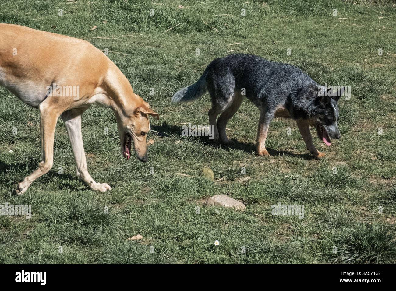 Ivo, the galgo spanish greyhound, and Bunji, the australian cattle dog ...