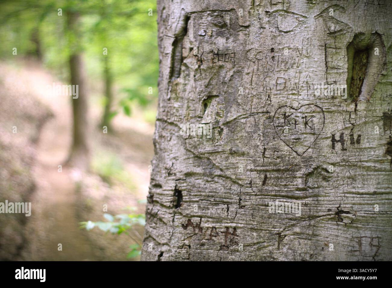Young Love is carving your initials in a tree Stock Photo - Alamy