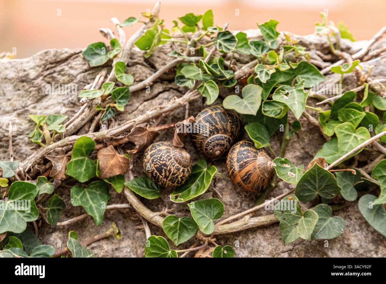 Showcasing peaceful natural setting intricate shell patterns in outdoor ...