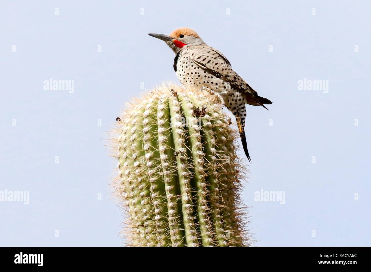 Gilded Flicker on a Saguaro Stock Photo - Alamy