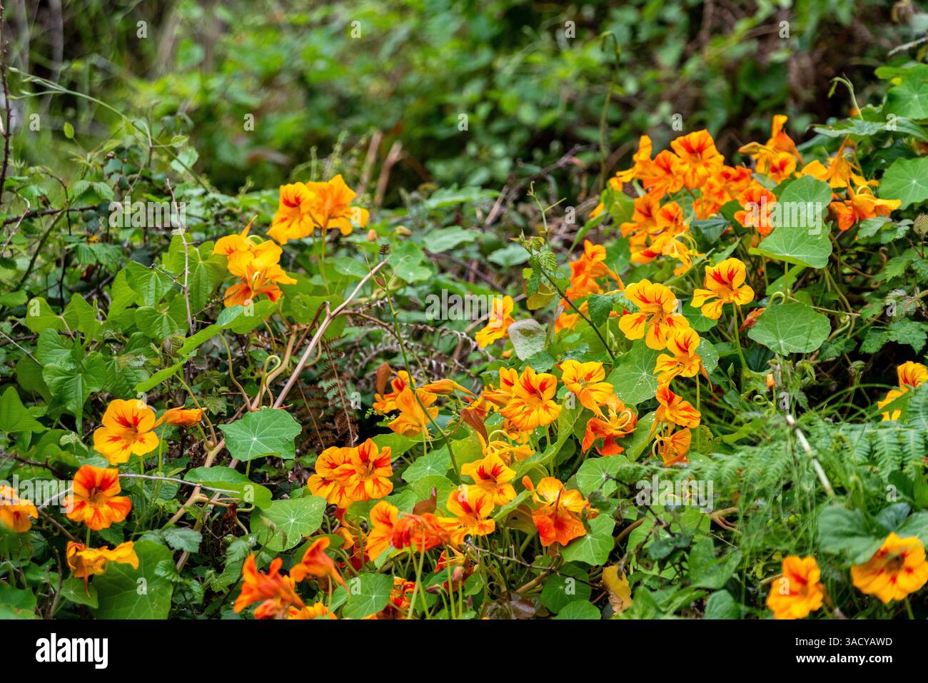 Capuchin cress growing at the Torimbia beach, Asturias in Northern ...