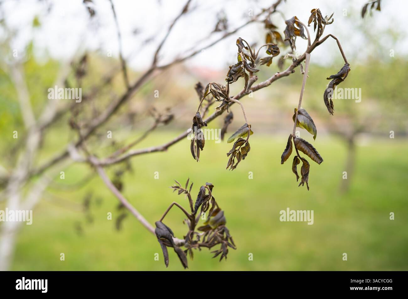frozen walnut leaves by spring frosts Stock Photo - Alamy