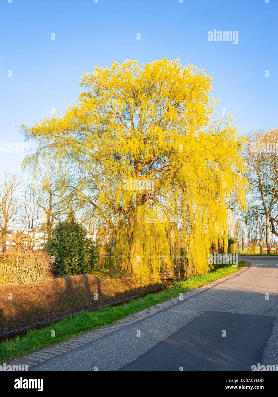 Beautiful large yellow-orange weeping willow (Latin name: Salix ...