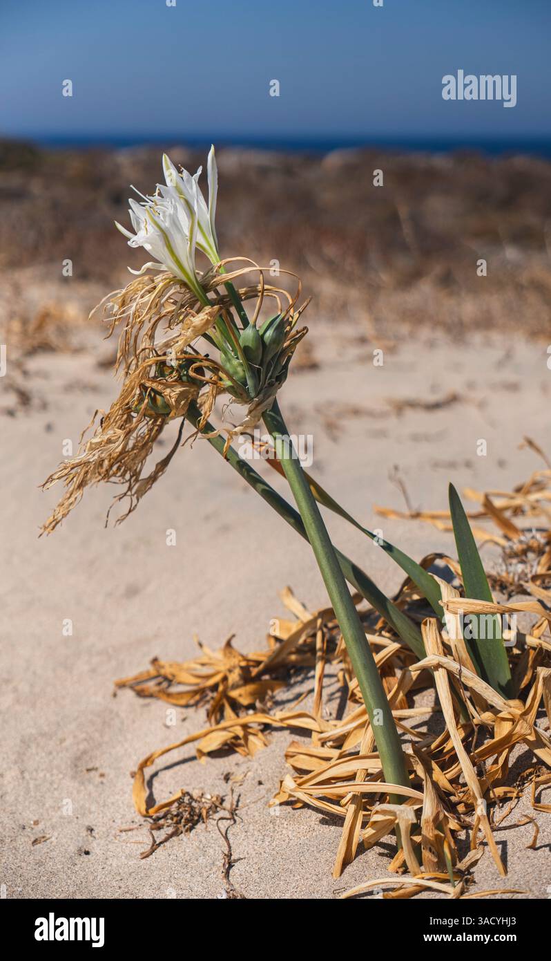 Detail of sea daffodil which is a species of bulbous plant native to ...