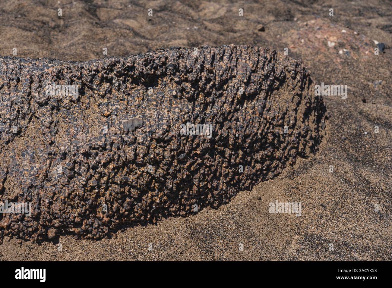 Detail of effects oh physical weathering on a rock at sandy beach near ...
