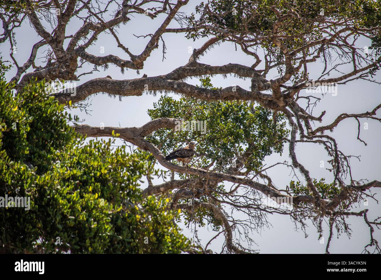 Bird in a tree in Yala National Park, Uva, Sri Lanka, India, Asia Stock ...